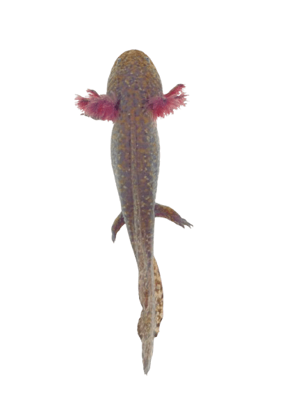 Breeding Axolotls - your guide to how to care for and breed to egg laying