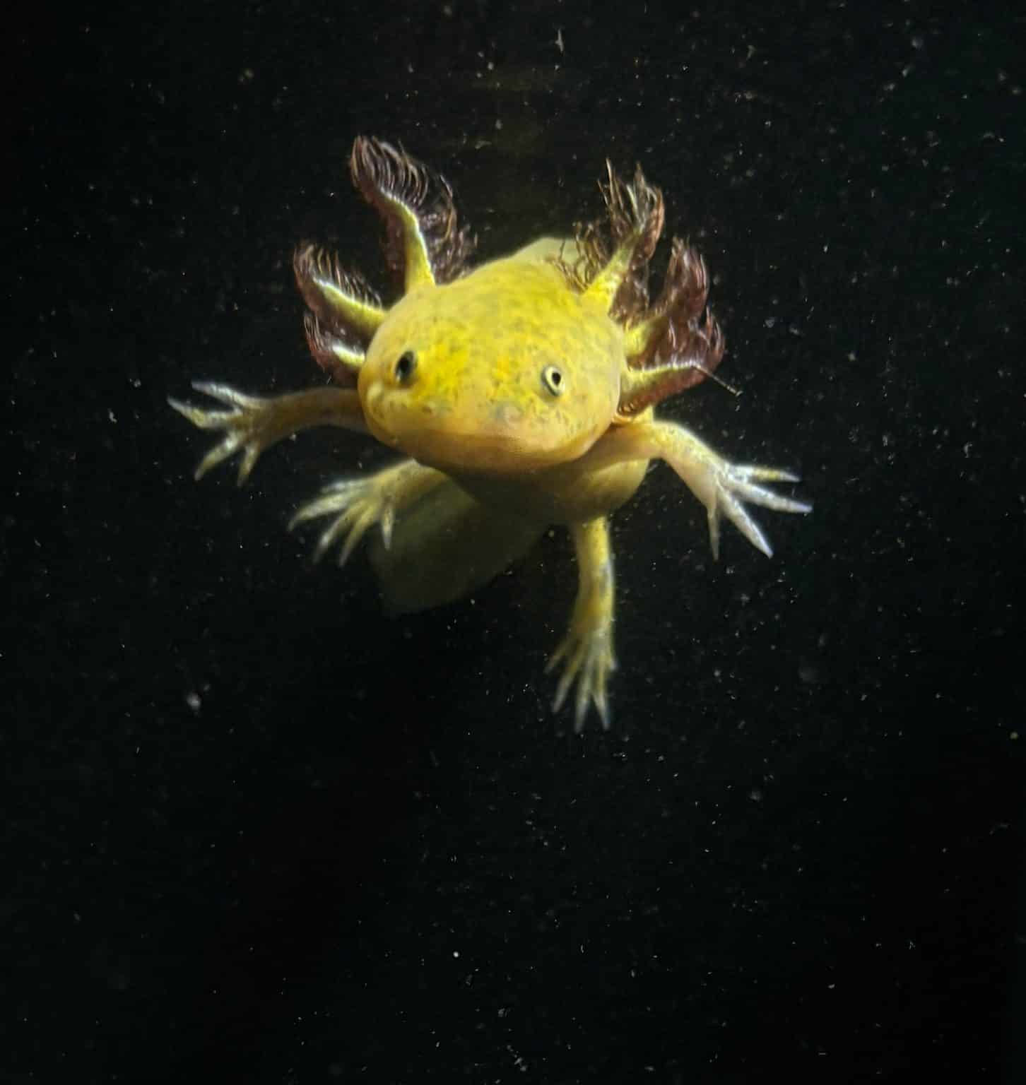 Copper Axolotl- Young - AXOLOTLS AUSTRALIA