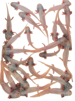 Hypomelanistic Melanoid Axolotl - AXOLOTLS AUSTRALIA