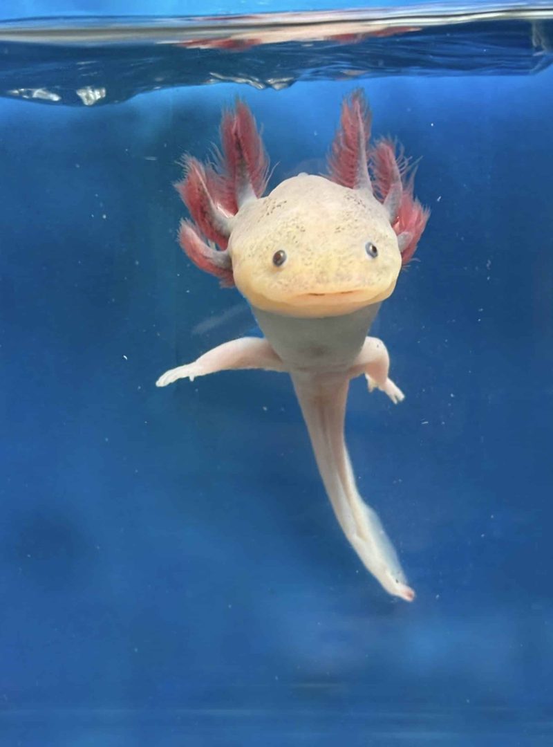 Axolotls - AXOLOTLS AUSTRALIA