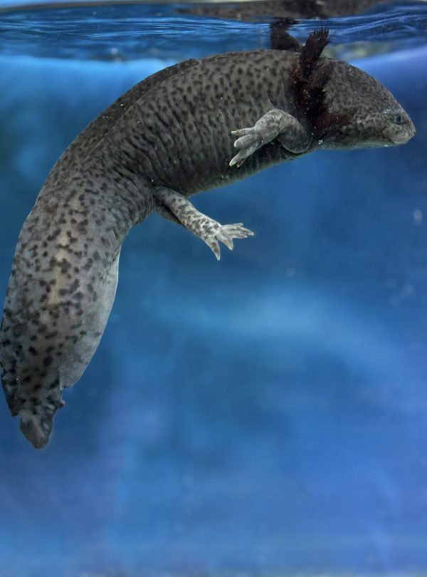 Axolotls - AXOLOTLS AUSTRALIA