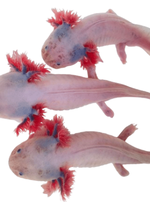 Axolotls - AXOLOTLS AUSTRALIA