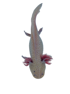 Hypomelanistic Melanoid Axolotl - AXOLOTLS AUSTRALIA