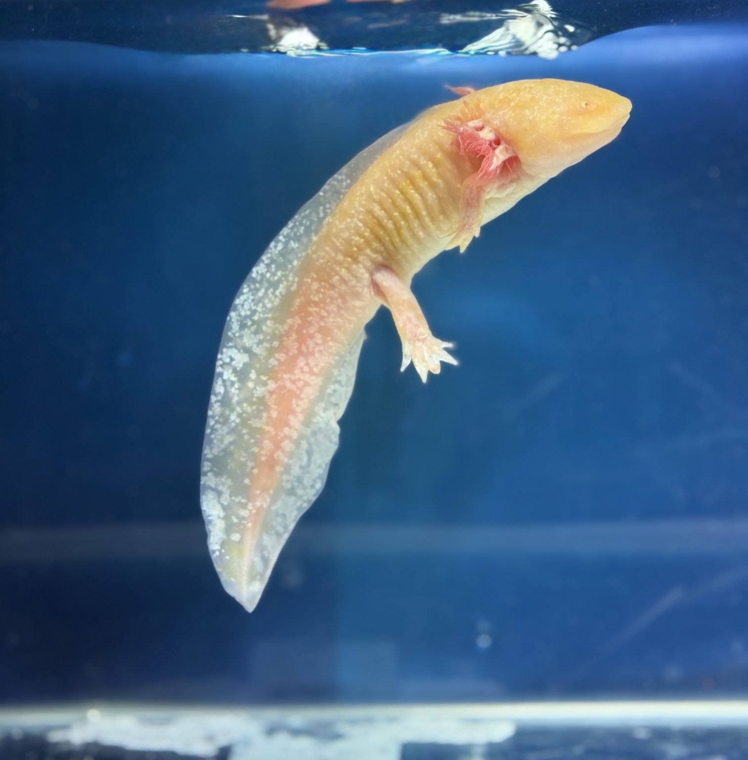 Breeding Axolotls - your guide to how to care for and breed to egg laying