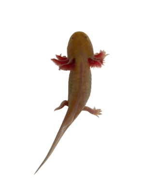 Hypomelanistic Melanoid Axolotl - AXOLOTLS AUSTRALIA