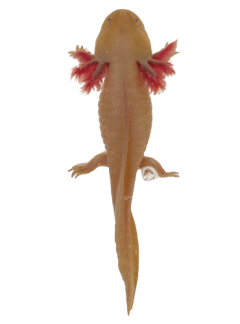 Hypomelanistic Melanoid Axolotl - AXOLOTLS AUSTRALIA