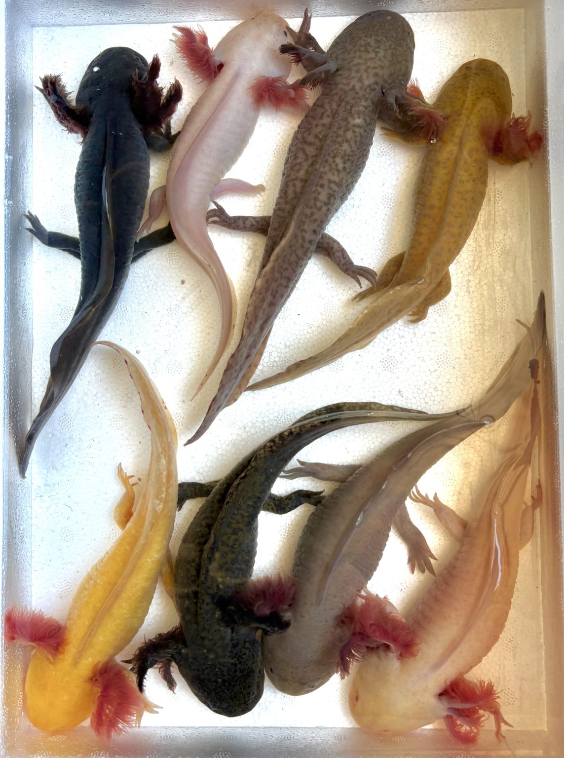 FAQ - Frequently asked questions - AXOLOTLS AUSTRALIA