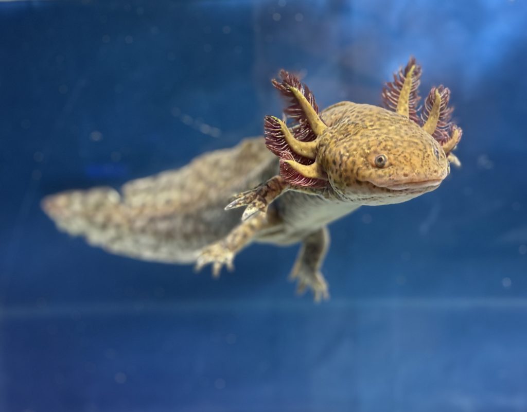Special Copper Axolotl - 21cm Male -B grade - 'Teddy' - AXOLOTLS AUSTRALIA