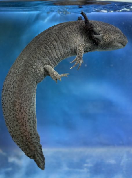 Special Rare coloured Axolotls available