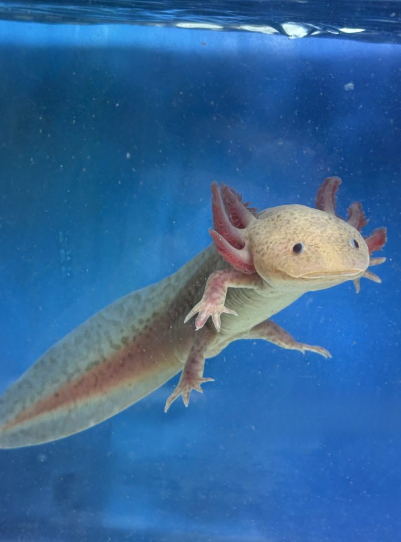 Wild Type Axolotl - Young - AXOLOTLS AUSTRALIA