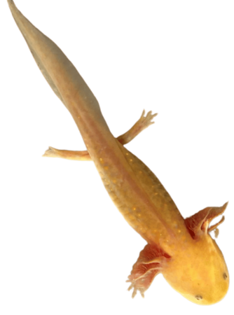 Wild Type Axolotl - AXOLOTLS AUSTRALIA