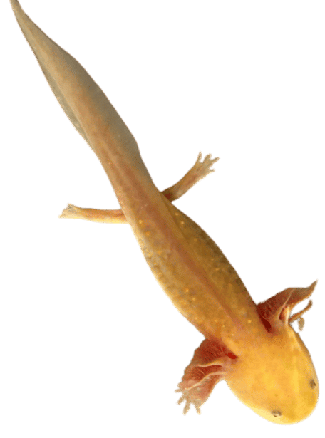 Wild Type Axolotl - AXOLOTLS AUSTRALIA