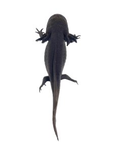 Hatching Axolotls and care for your Axolotls
