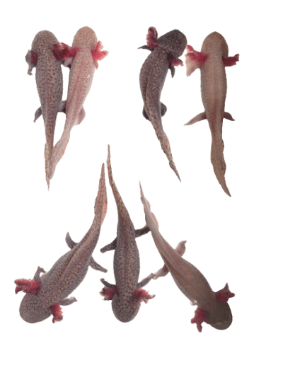 Axolotls - AXOLOTLS AUSTRALIA