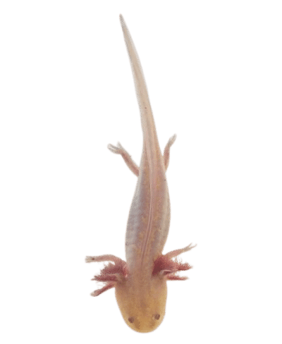 Black Melanoid Axolotl - Young - AXOLOTLS AUSTRALIA