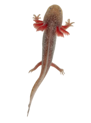 Axolotls - AXOLOTLS AUSTRALIA
