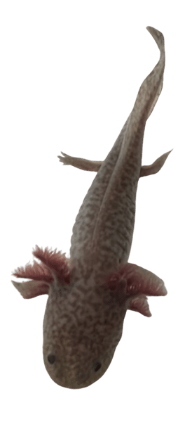 White (Leucistic) Axolotl - AXOLOTLS AUSTRALIA