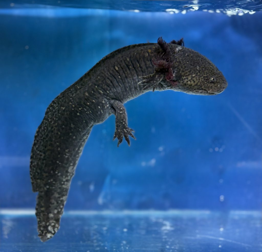 Axolotls - AXOLOTLS AUSTRALIA