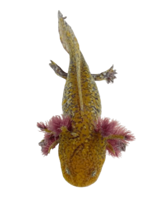 Axolotls - AXOLOTLS AUSTRALIA