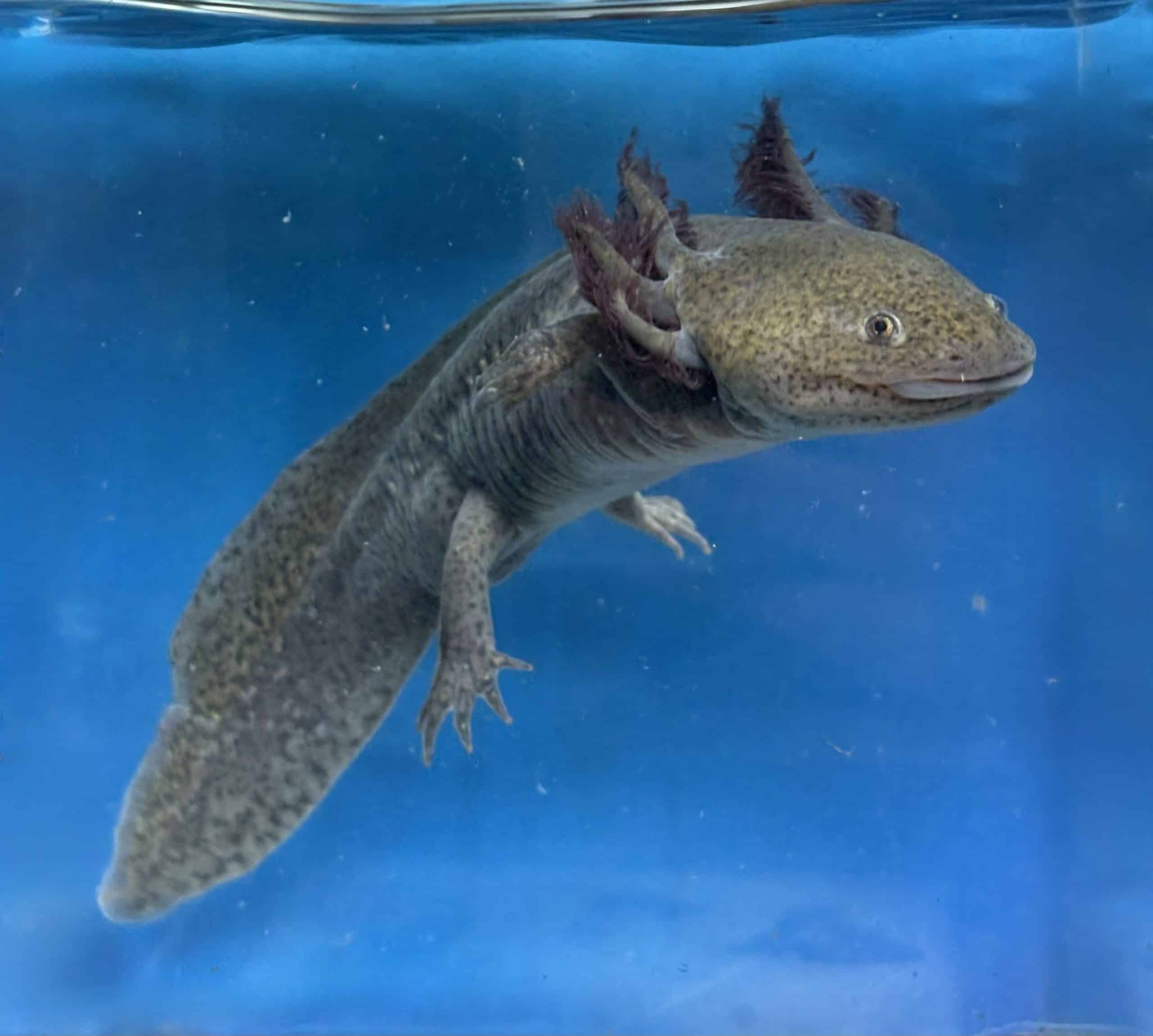 Wild Type Axolotl Western Axolotl | Buy Axolotls Raised Near Reno,