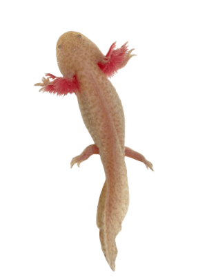 Axolotls - AXOLOTLS AUSTRALIA