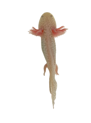 Axolotls - AXOLOTLS AUSTRALIA