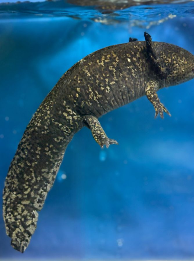 Axolotls - AXOLOTLS AUSTRALIA