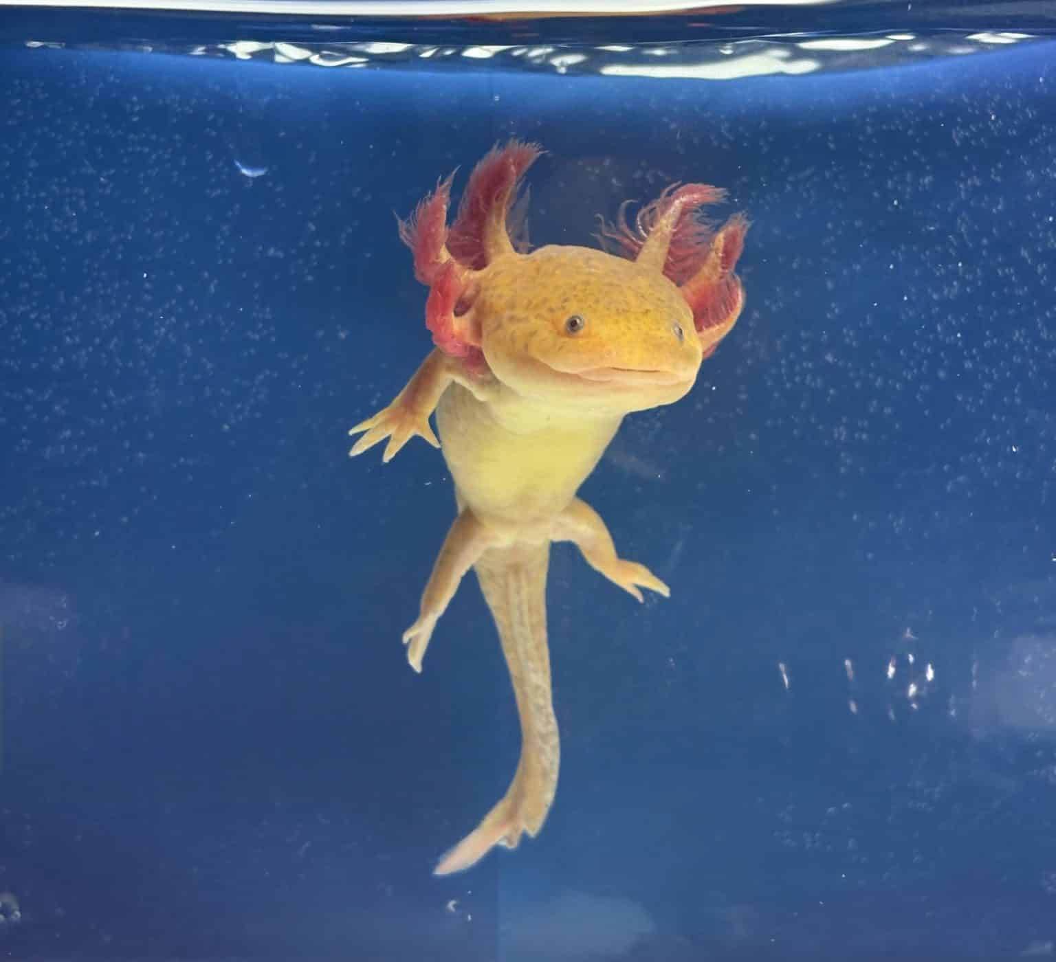AXOLOTLS AUSTRALIA supplies Axolotls, food and accessories