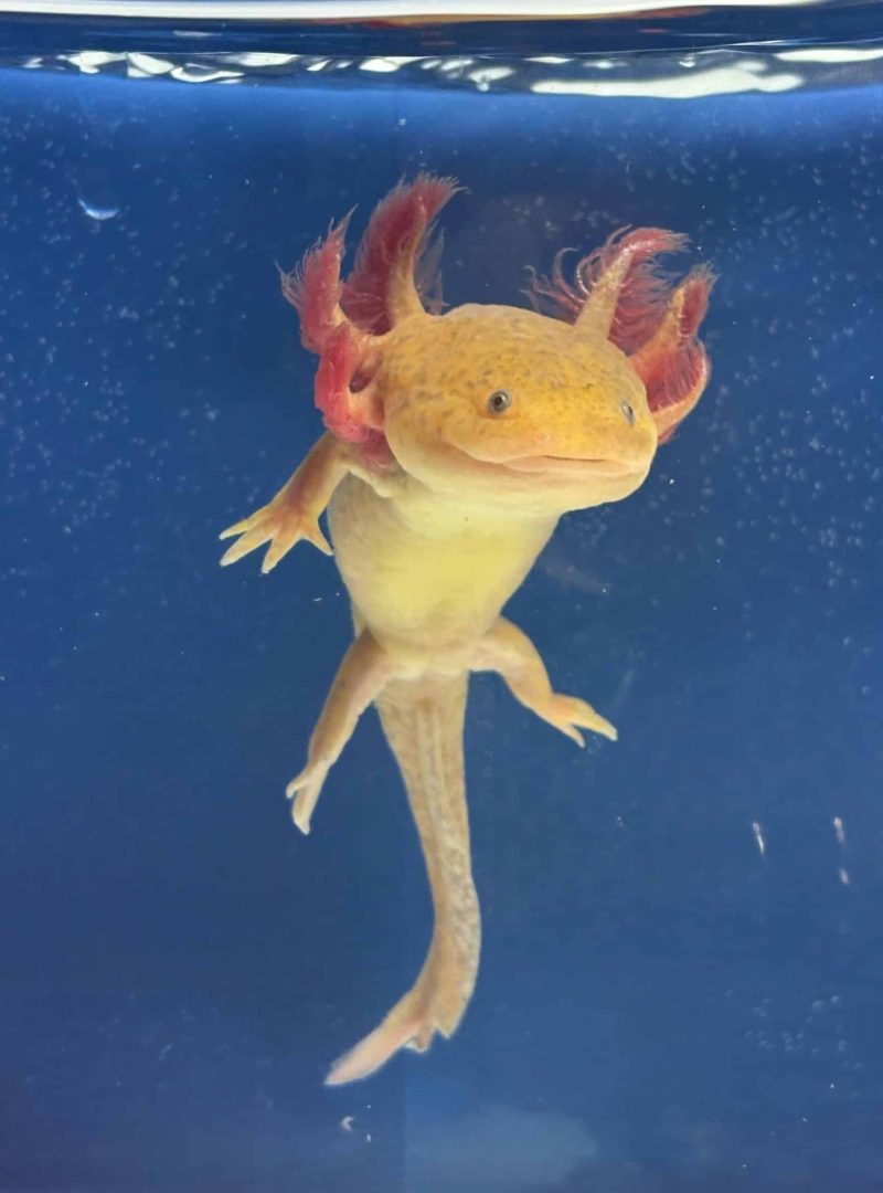 Wild Type Axolotl - Young - AXOLOTLS AUSTRALIA