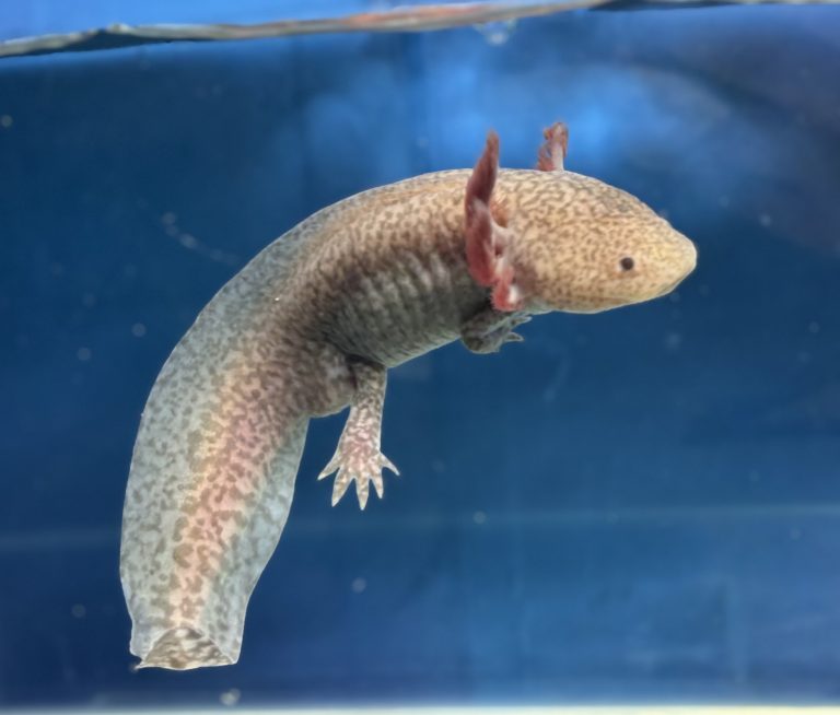 Leopard copper Axolotl- 19cm Male - 'Toto' - AXOLOTLS AUSTRALIA