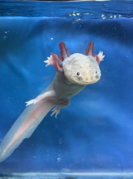 Special Rare coloured Axolotls available
