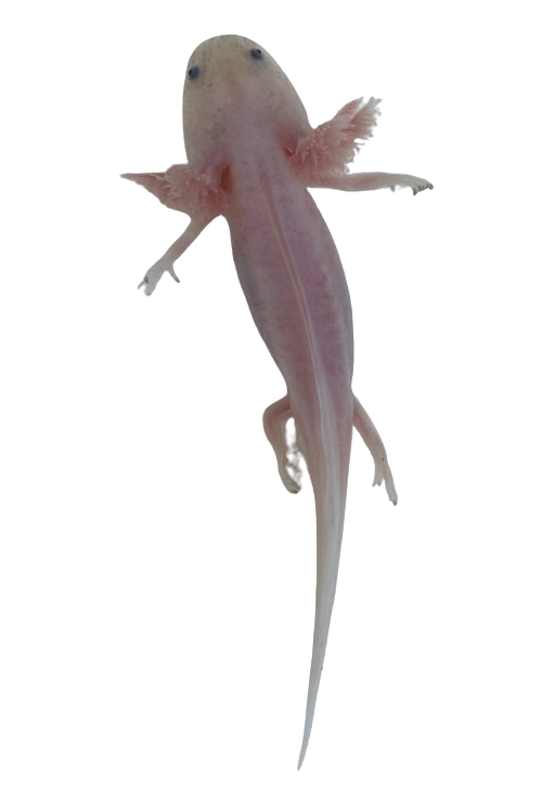 Axolotl