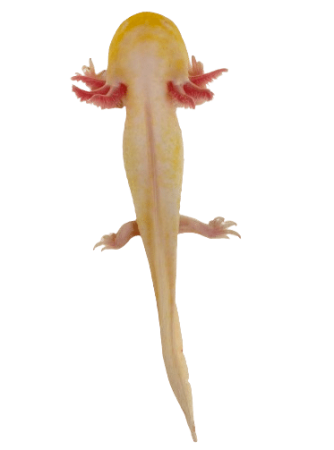 Axolote Melanoide Albino