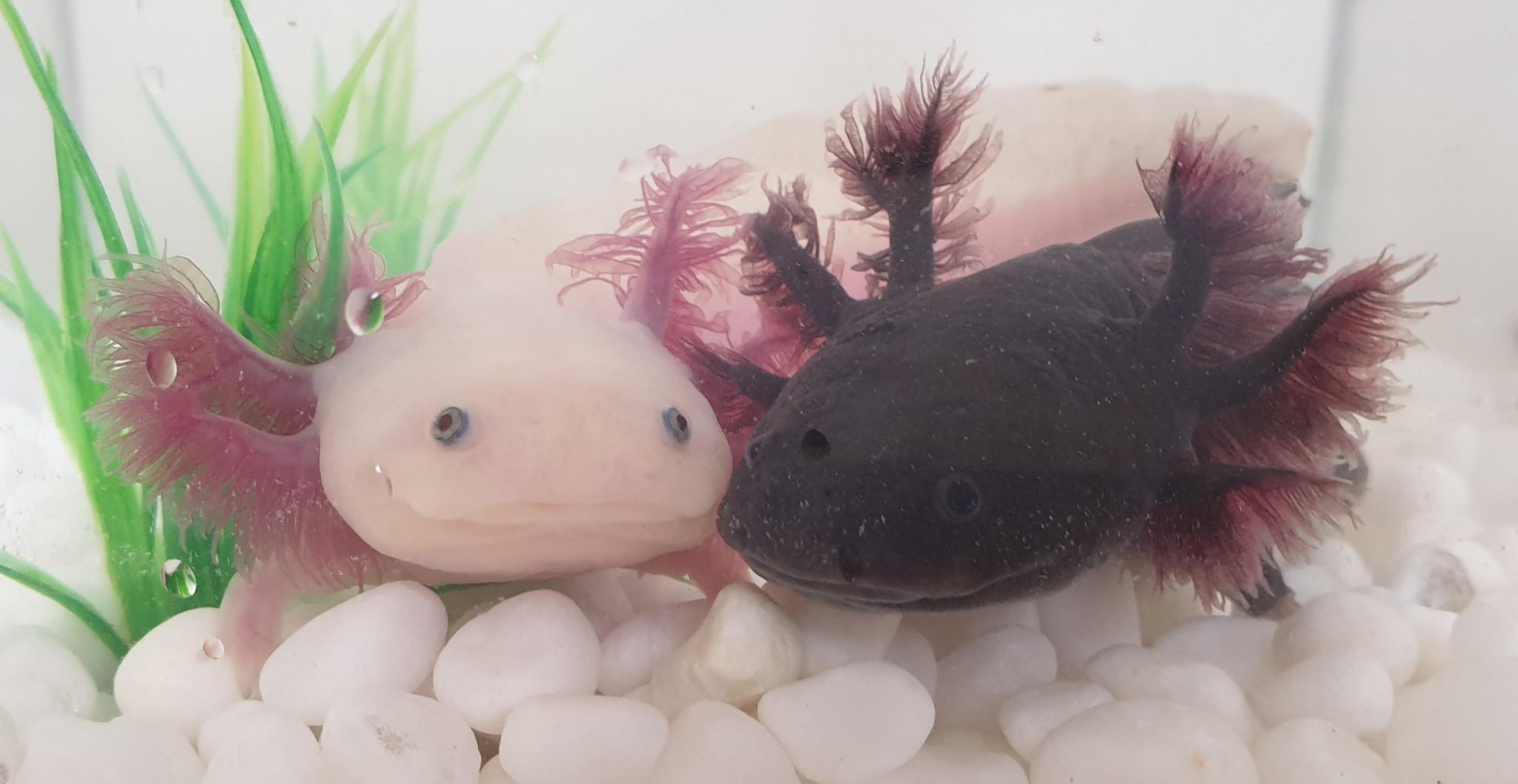 Looking After Baby Axolotls - AXOLOTLS AUSTRALIA