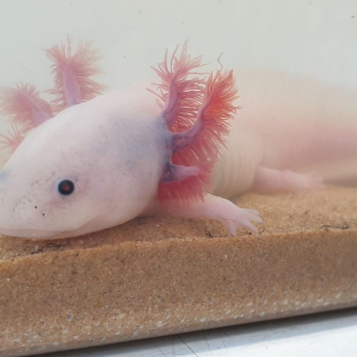 AXOLOTLS AUSTRALIA supplies Axolotls, food and accessories
