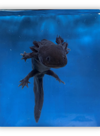 Black Melanoid Axolotl - Young - AXOLOTLS AUSTRALIA