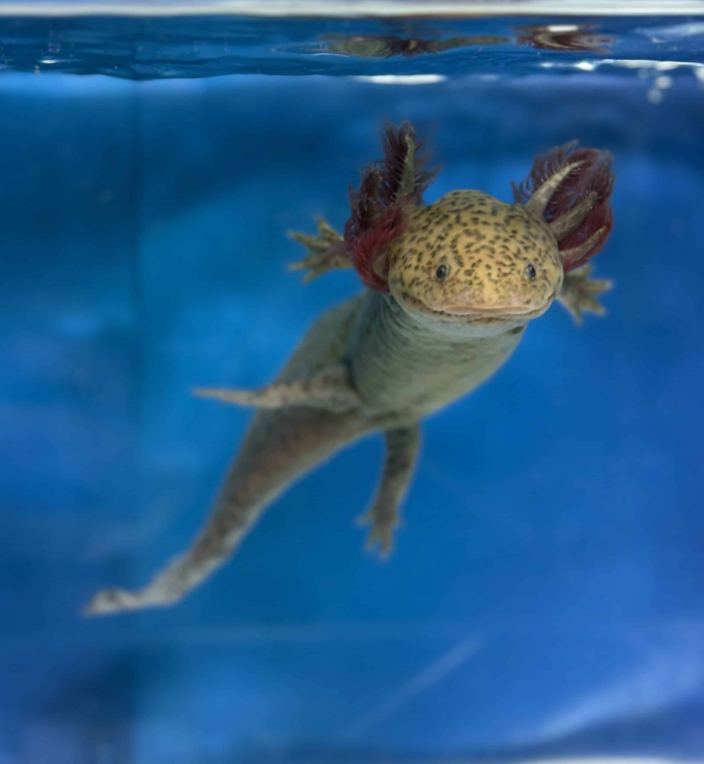FAQ - Frequently asked questions - AXOLOTLS AUSTRALIA
