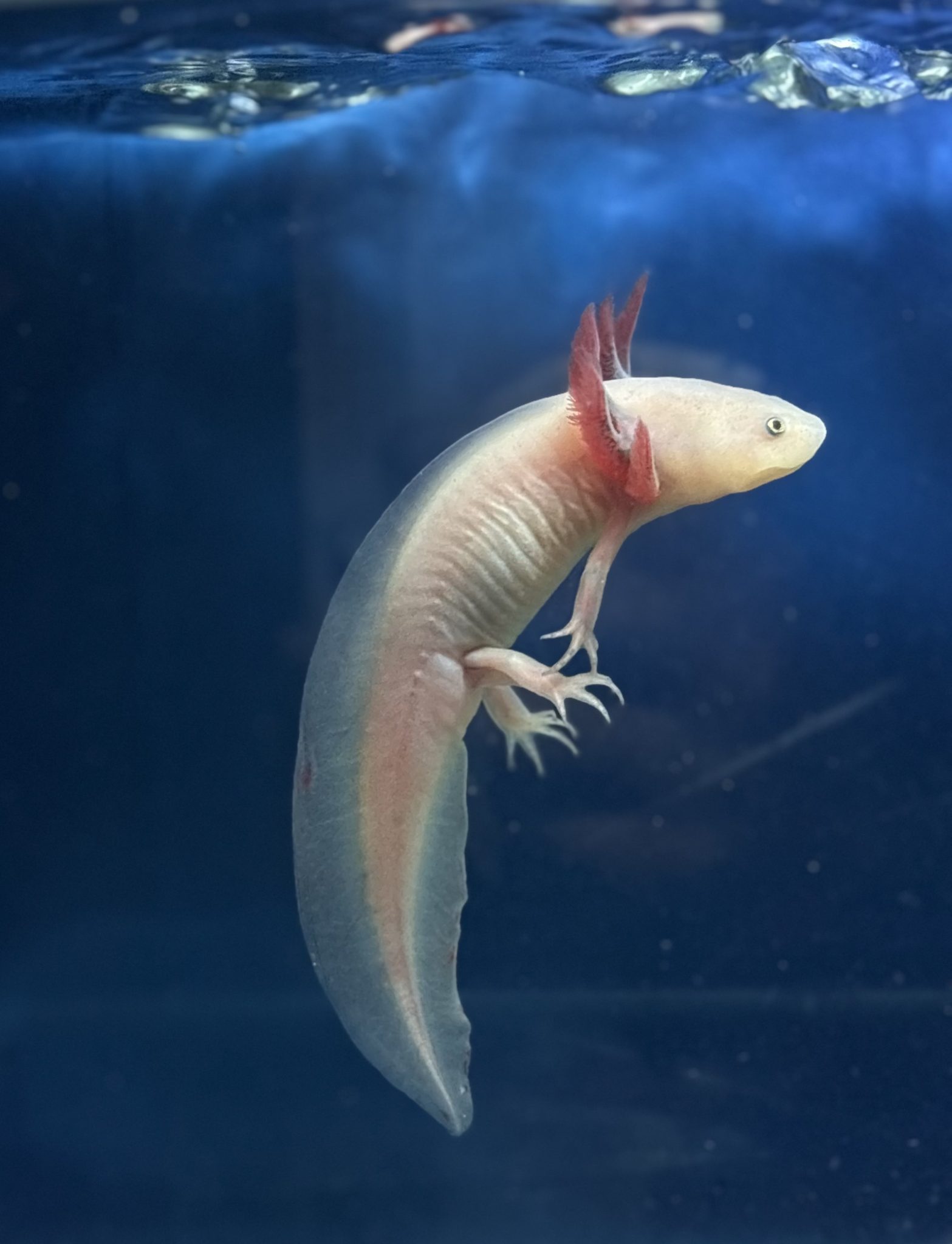 Blue-Gill Axolotl Unisex - Young - AXOLOTLS AUSTRALIA