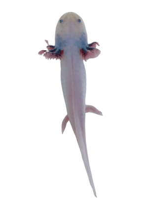 Axolotls - AXOLOTLS AUSTRALIA