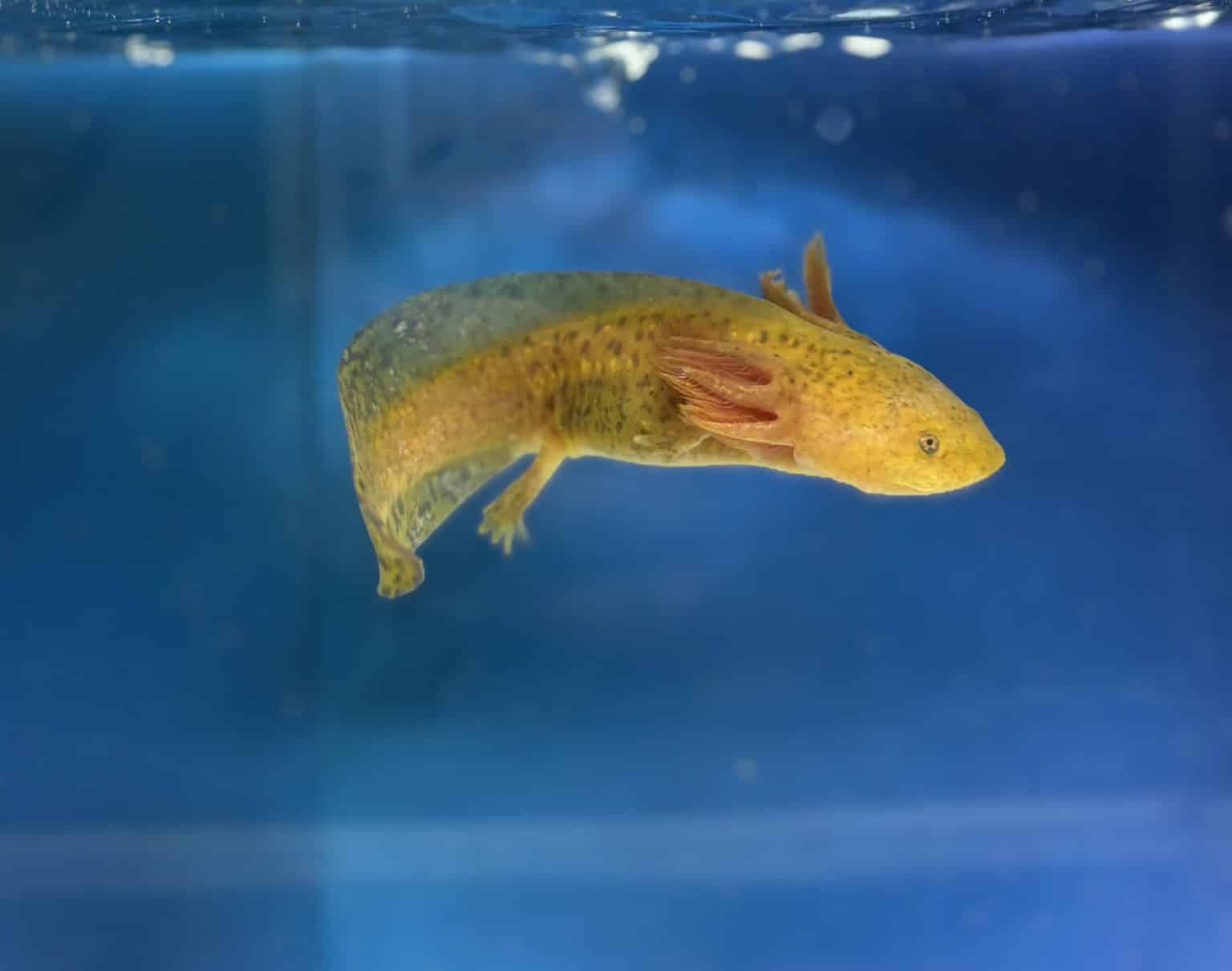 Copper Axolotl- Young - AXOLOTLS AUSTRALIA