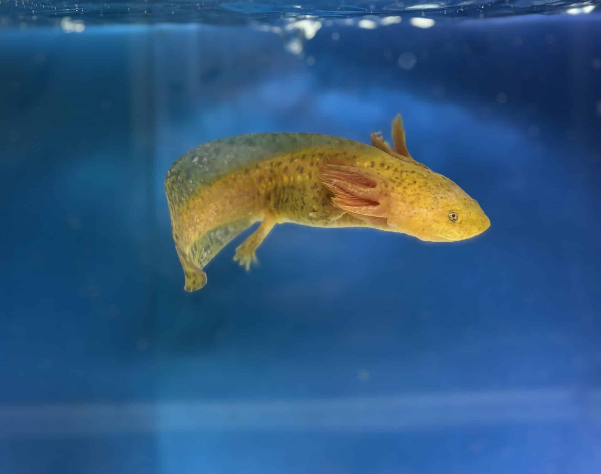 Copper Axolotl- Young - AXOLOTLS AUSTRALIA