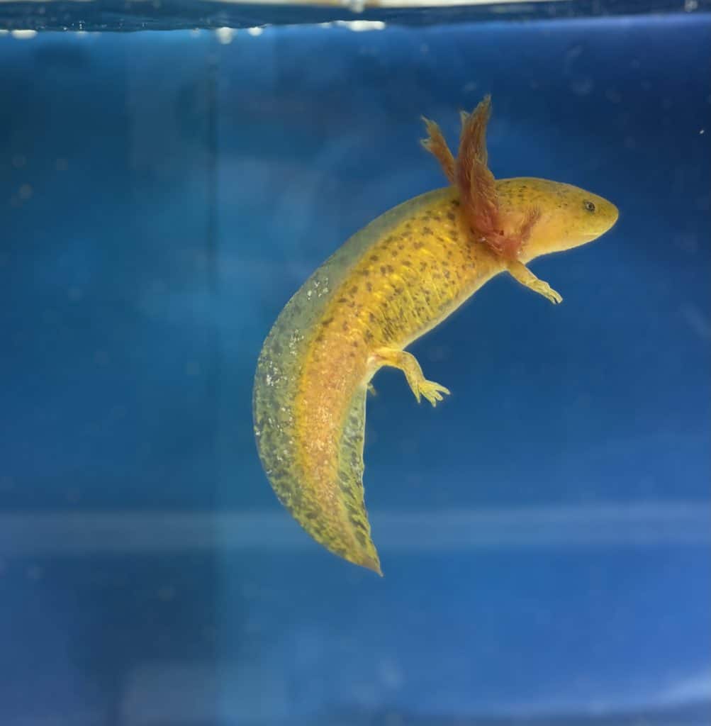 Copper Axolotl- Young - AXOLOTLS AUSTRALIA