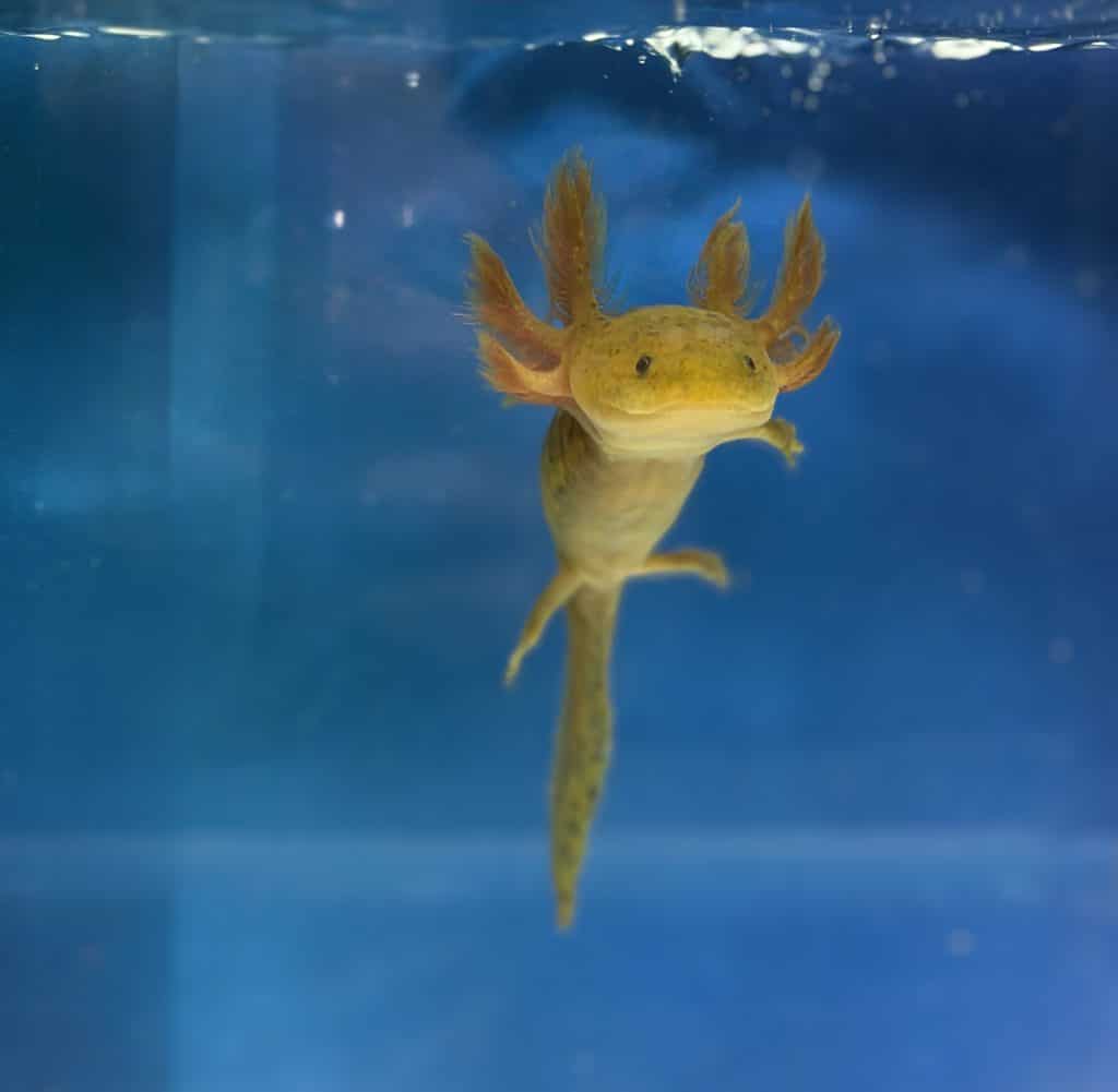 Copper Axolotl- Young - AXOLOTLS AUSTRALIA