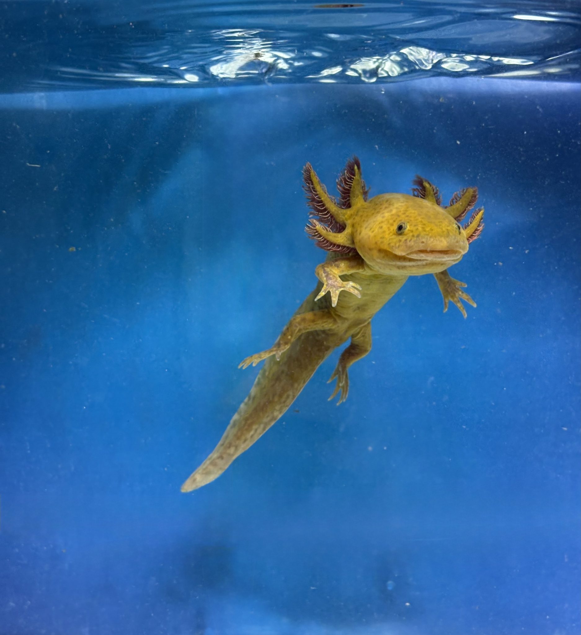 New Season Colour Axolotls - AXOLOTLS AUSTRALIA