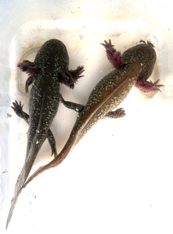 Mosaic Adults - A Grade - Limited stock! - AXOLOTLS AUSTRALIA