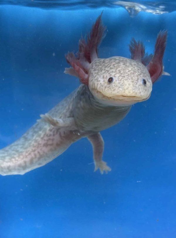 Wild Type Axolotl - Young - AXOLOTLS AUSTRALIA