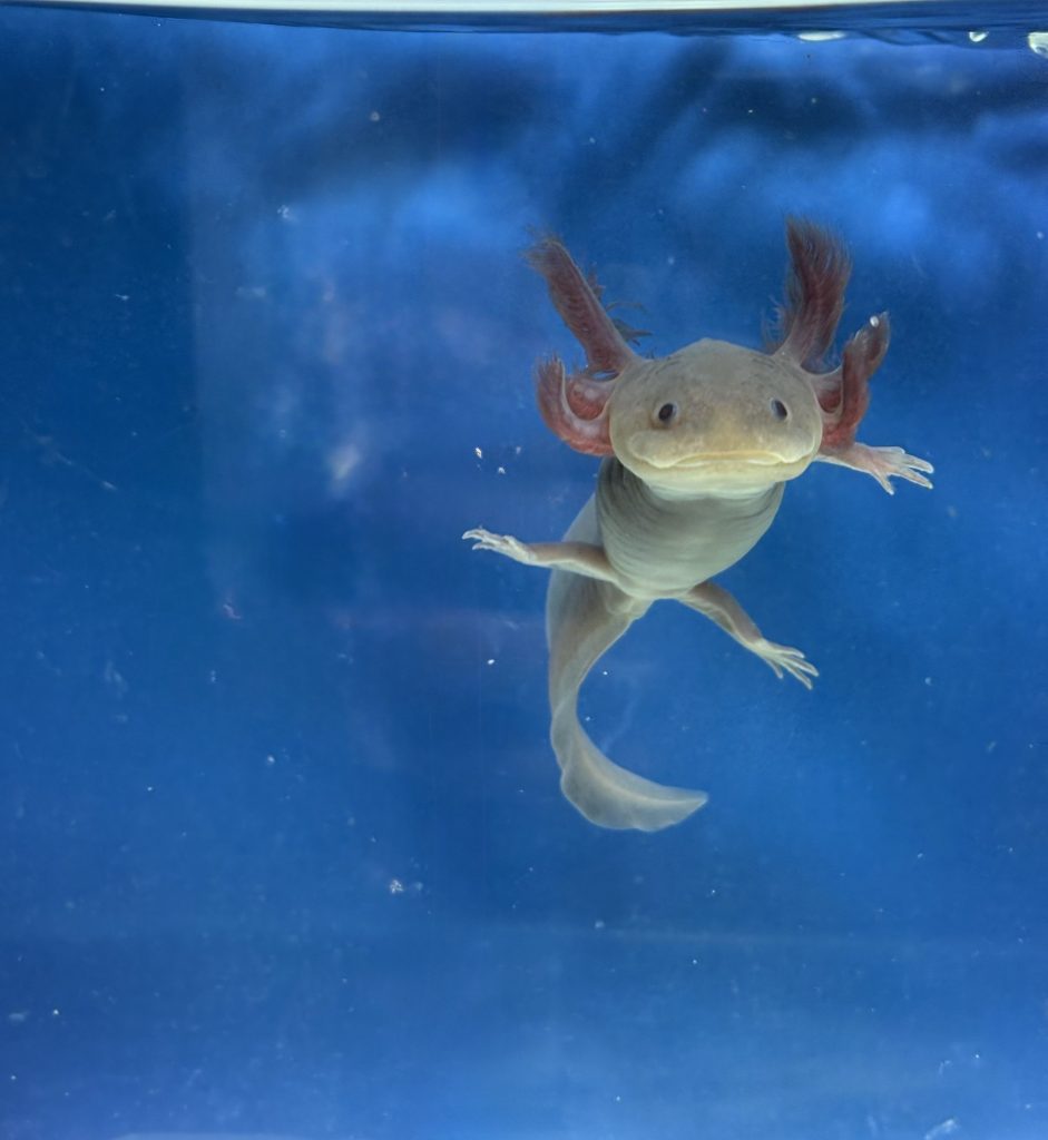 Hypomelanistic Melanoid Axolotl - AXOLOTLS AUSTRALIA