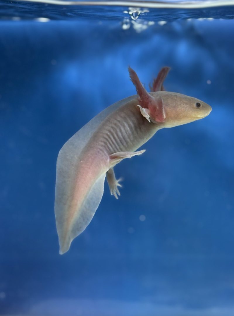 Hypomelanistic Melanoid Axolotl - AXOLOTLS AUSTRALIA