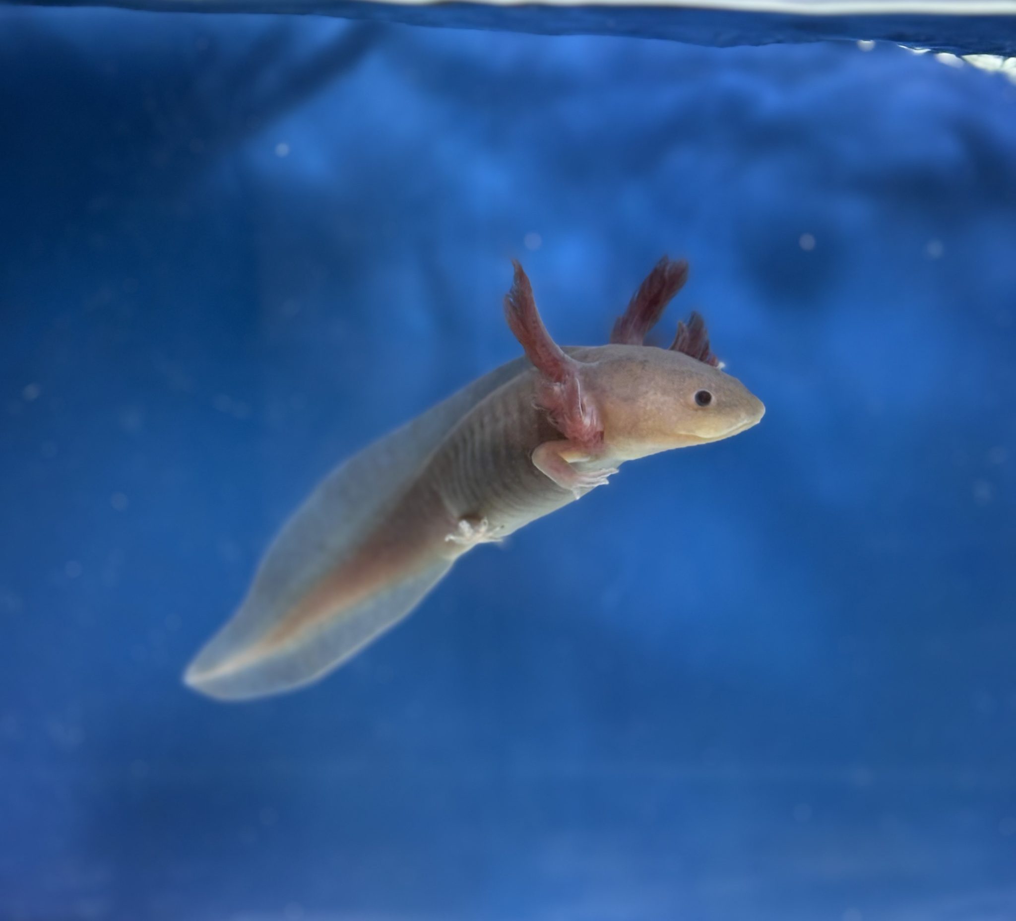 Hypomelanistic Melanoid Axolotl - AXOLOTLS AUSTRALIA