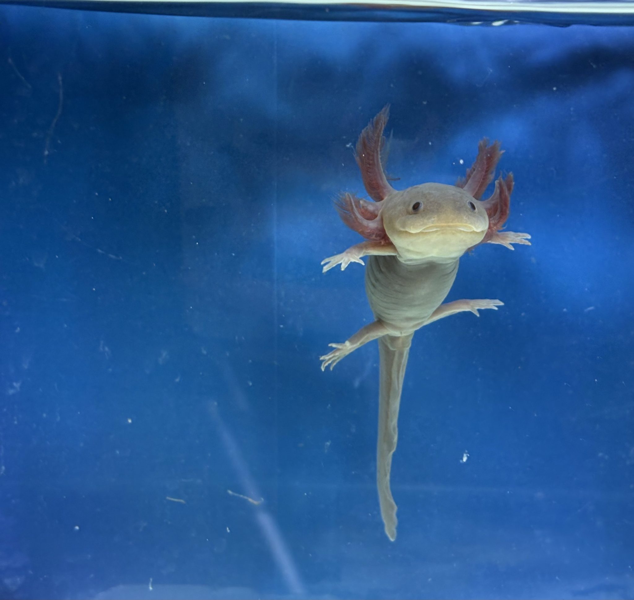 Hypomelanistic Melanoid Axolotl - AXOLOTLS AUSTRALIA